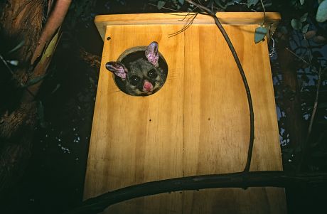 Common Brushtail Possum Garden Nest Box Editorial Stock Photo - Stock ...