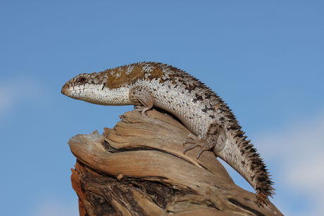 Pygmy Spinytailed Skink Mount Magnet Western Editorial Stock Photo ...