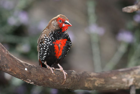 Painted Firetail Male Western Australia Editorial Stock Photo - Stock ...