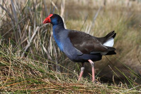 Purple Swamp Hen Bunbury Western Australia Editorial Stock Photo ...