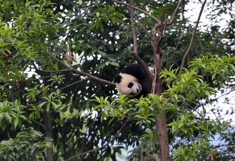__COUNT__ Bifengxia Base of China Giant Panda Protection and Research ...