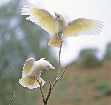 Little Corellas Pair Mutual Threat Display Editorial Stock Photo ...