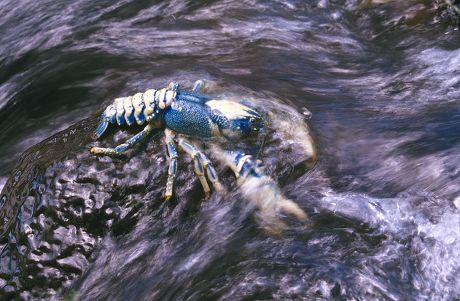 Lamington Spiny Crayfish Lamington National Park Editorial Stock Photo ...