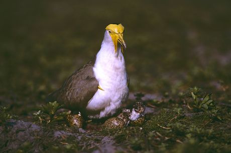 Masked Lapwing Spurwinged Plover Editorial Stock Photo - Stock Image ...