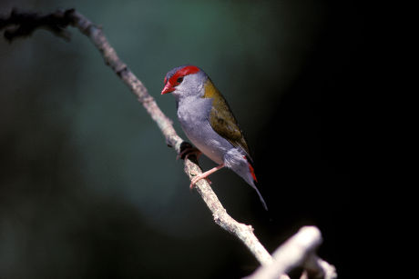 Redbrowed Firetail Finch Lamington National Park Editorial Stock Photo ...