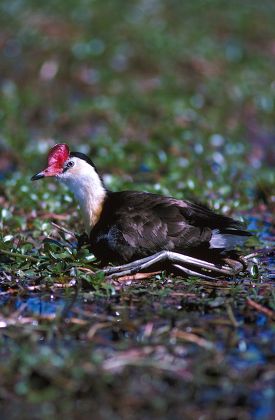 Combcrested Jacana On Nest Australia Editorial Stock Photo - Stock ...