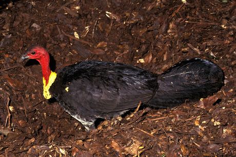 Australian Brushturkey Male Excavating Mound Female Editorial Stock ...