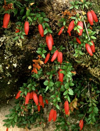 5 Epacridaceae Stock Pictures, Editorial Images and Stock Photos ...