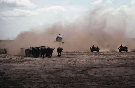 Mustering By Helicopter Wild Buffalo Kakadu Editorial Stock Photo ...
