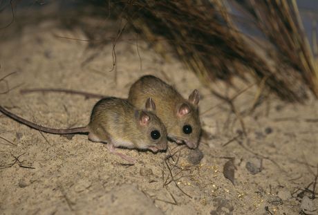 4 Hopping mice Stock Pictures, Editorial Images and Stock Photos ...