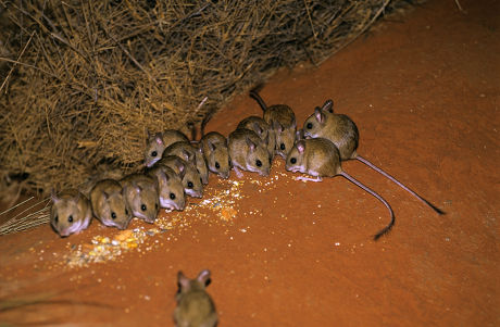 4 Hopping mice Stock Pictures, Editorial Images and Stock Photos ...