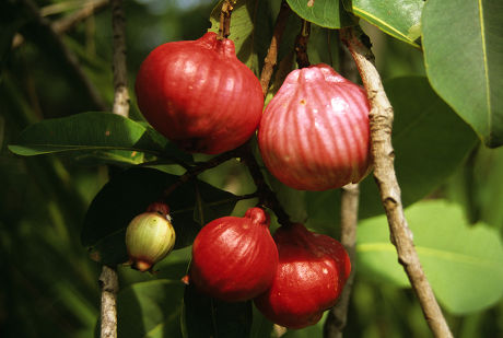 Red Bush Apple Aboriginal Food Top Editorial Stock Photo - Stock Image ...