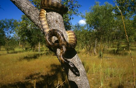 2 Henophidia Stock Pictures, Editorial Images and Stock Photos ...
