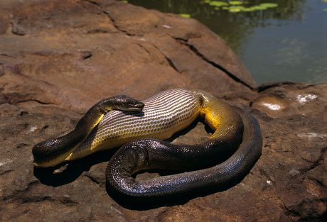 2 Henophidia Stock Pictures, Editorial Images and Stock Photos ...