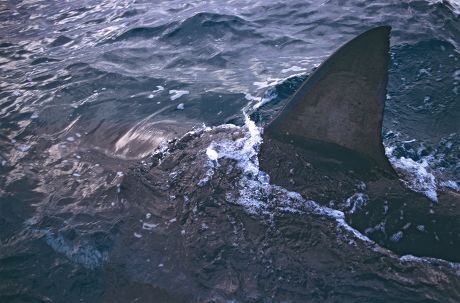 Great White Shark Carcharodon Carcharias Triangular Editorial Stock ...