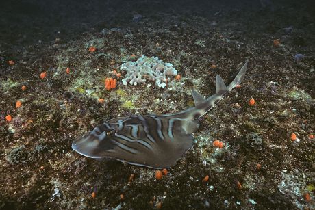 Eastern Fiddler Ray Jervis Bay New Editorial Stock Photo - Stock Image ...