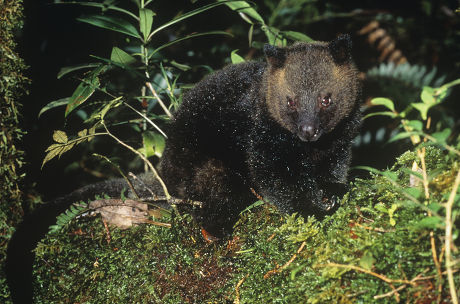 6 Black tree kangaroo Stock Pictures, Editorial Images and Stock Photos ...
