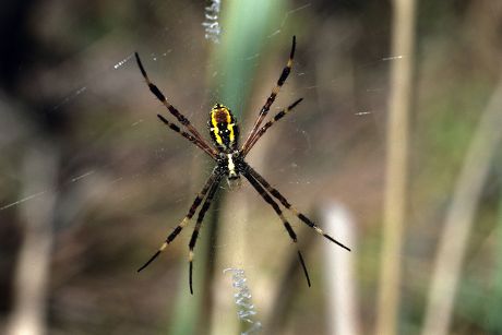 12 Araneomorph spiders Stock Pictures, Editorial Images and Stock ...