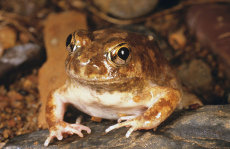 Spencers Burrowing Frog South Port Hedland Editorial Stock Photo ...