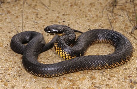 23 Serpent river Stock Pictures, Editorial Images and Stock Photos ...