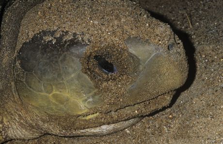 Flatback Turtle Close Head Munda Station Editorial Stock Photo - Stock ...