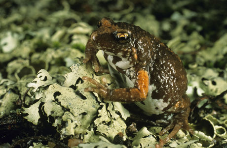 Western Toadlet On Lichen Bed On Editorial Stock Photo - Stock Image ...