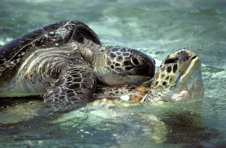 14 Turtle mating Stock Pictures, Editorial Images and Stock Photos ...