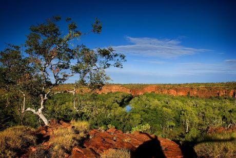 44 Gumtree Stock Pictures, Editorial Images and Stock Photos | Shutterstock