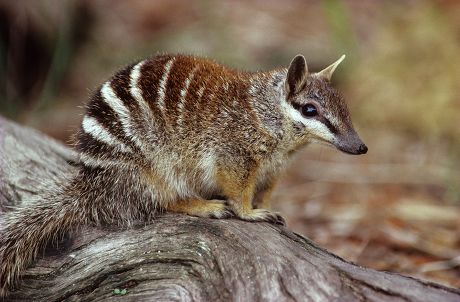 4 Myrmecobiidae Stock Pictures, Editorial Images and Stock Photos ...