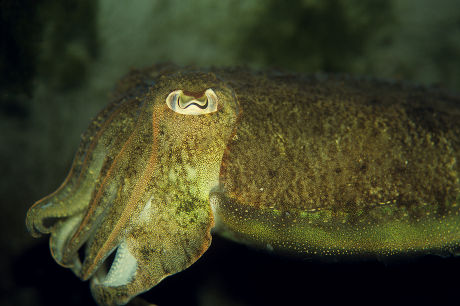 Common Cuttlefish Atlantic Ocean Editorial Stock Photo - Stock Image ...