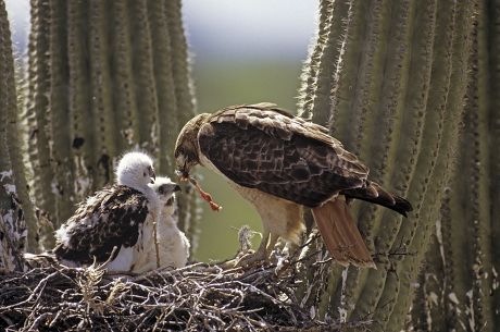 Redtailed Hawk Feeding Young Nest Sonoran Editorial Stock Photo - Stock ...