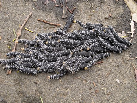 23 Caterpillar move Stock Pictures, Editorial Images and Stock Photos ...