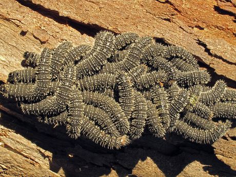 23 Caterpillar move Stock Pictures, Editorial Images and Stock Photos ...