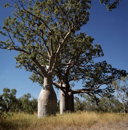 Boab Tree Western Australia Editorial Stock Photo - Stock Image ...