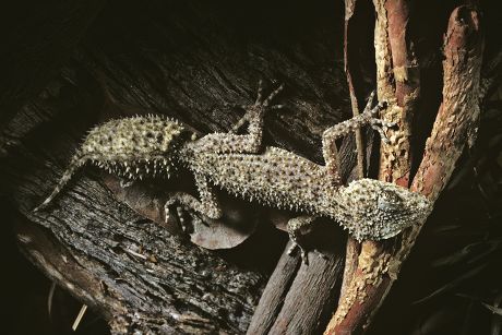 Southern Leaftailed Gecko Sydney New South Editorial Stock Photo ...
