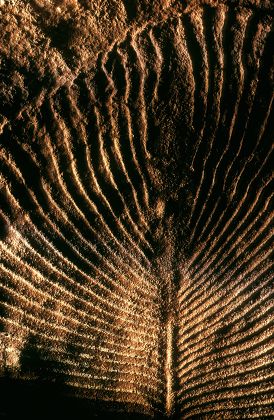Fossil Flatworm Ediacara Hills W Flinders Editorial Stock Photo - Stock ...