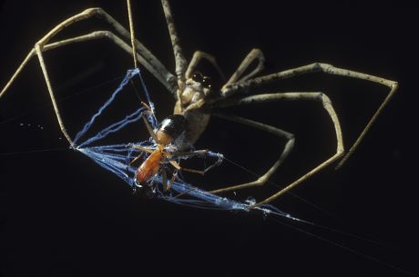 3 Araneida Stock Pictures, Editorial Images and Stock Photos | Shutterstock