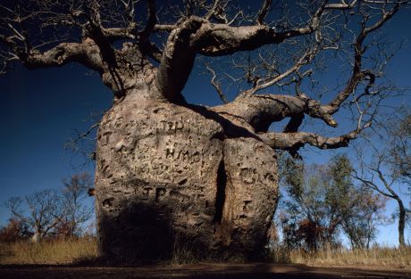 Bilbao Tree Australia Editorial Stock Photo - Stock Image | Shutterstock