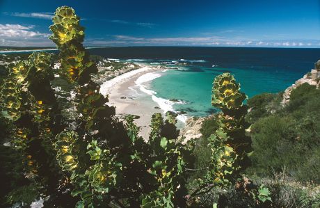 Royal Hakea Hakea Victoriae East Mount Editorial Stock Photo - Stock ...