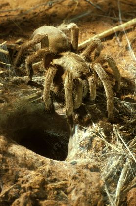 Birdeating Barking Spider Beside Burrow Artinga Editorial Stock Photo ...