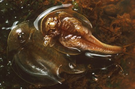 3 Notostraca Stock Pictures, Editorial Images and Stock Photos ...