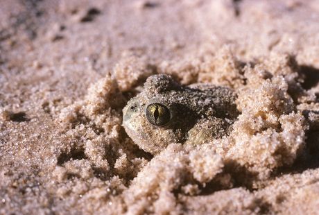 Trilling Frog Burrowing Lake Goyder Simpson Editorial Stock Photo ...