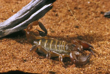 Scorpion Great Victoria Desert Western Australia Editorial Stock Photo ...