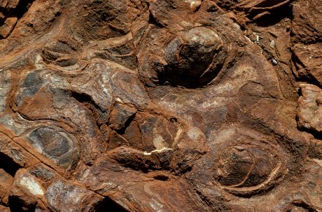 Fossils Rippled Sandstones Ediacara Hills Flinders Editorial Stock ...