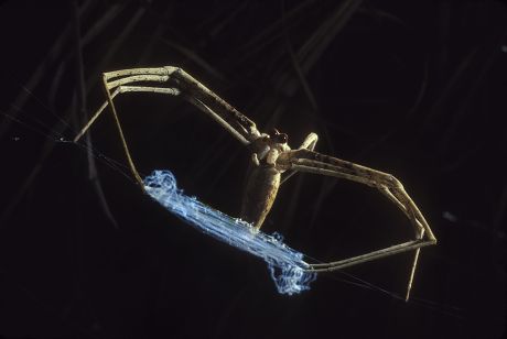 3 Araneida Stock Pictures, Editorial Images and Stock Photos | Shutterstock