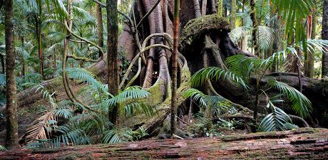 40 Large tree log Stock Pictures, Editorial Images and Stock Photos ...