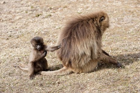 Gelada Baboon Male Showing Brilliant Red Editorial Stock Photo - Stock ...
