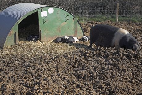 Free Range Pig Farming Editorial Stock Photo - Stock Image | Shutterstock