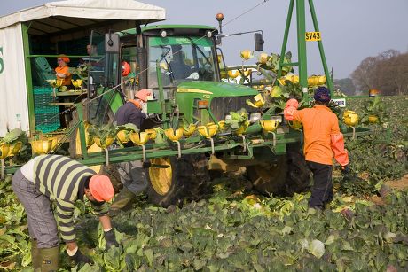 62 Labor gang Stock Pictures, Editorial Images and Stock Photos ...