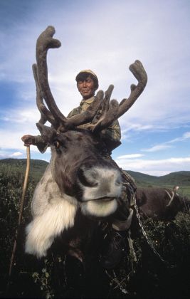 51 Riding reindeer Stock Pictures, Editorial Images and Stock Photos ...